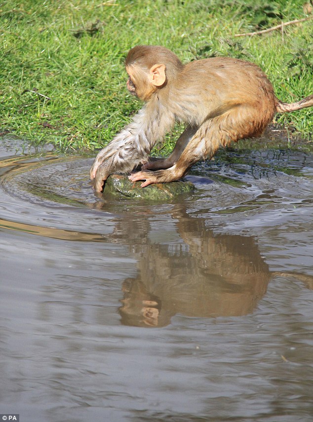 The animal zone: Water way to monkey around: While we grumble about the ...