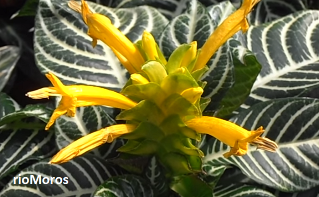 AFELANDRA: Aphelandra squarrosa | Plantas rioMoros