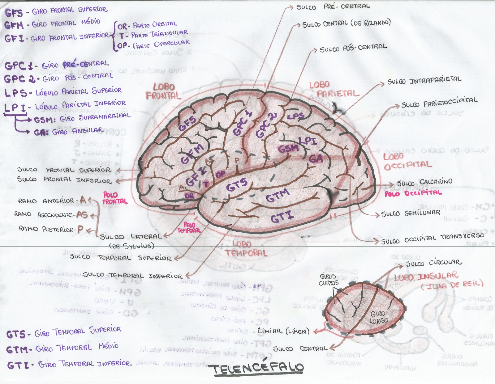 Rabiscos Infundados: Telencéfalo (Vista Lateral) + Lobo da Ínsula