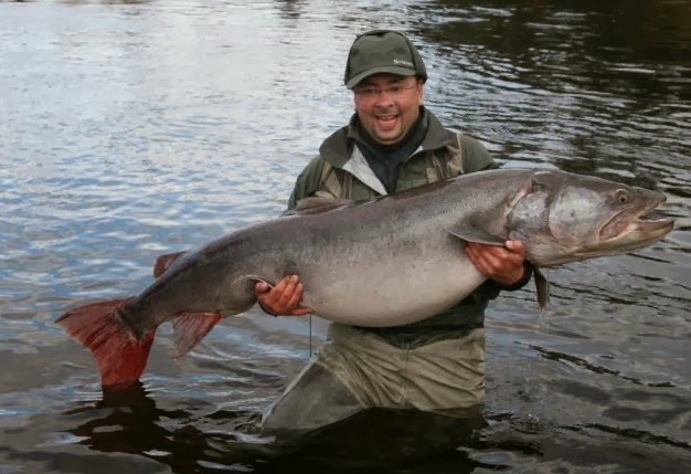 Virginia Tech Ichthyology Class : Siberian Taimen: Ensuring the ...