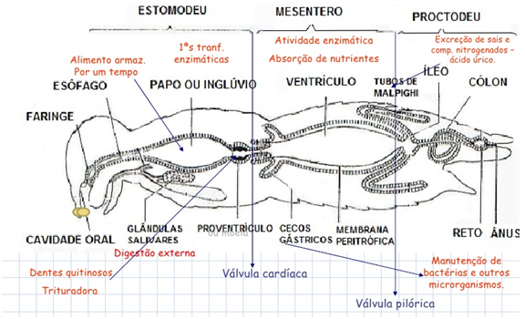 Comparando e Aprendendo!: Fisiologia da digestão em Insetos