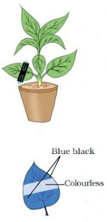 To show experimentally that light is necessary for photosynthesis - Lab ...