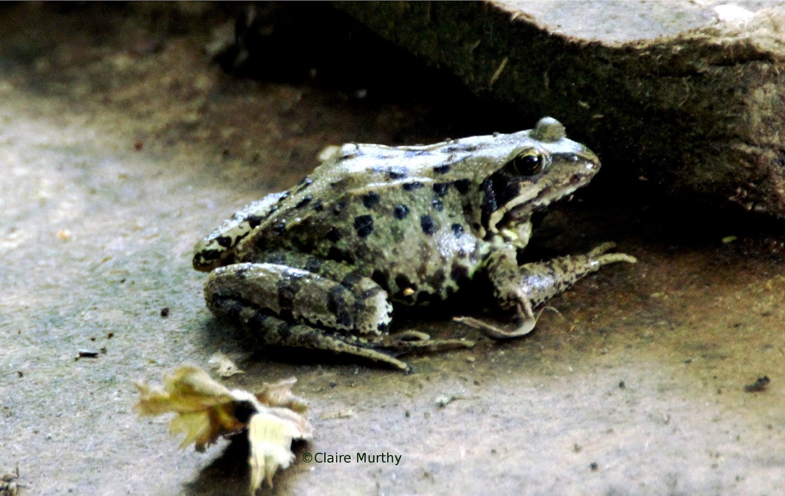 Wildlife Garden Frog