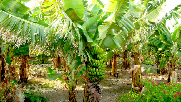 INDUSENA: ARTURO EL PLATANERO :0