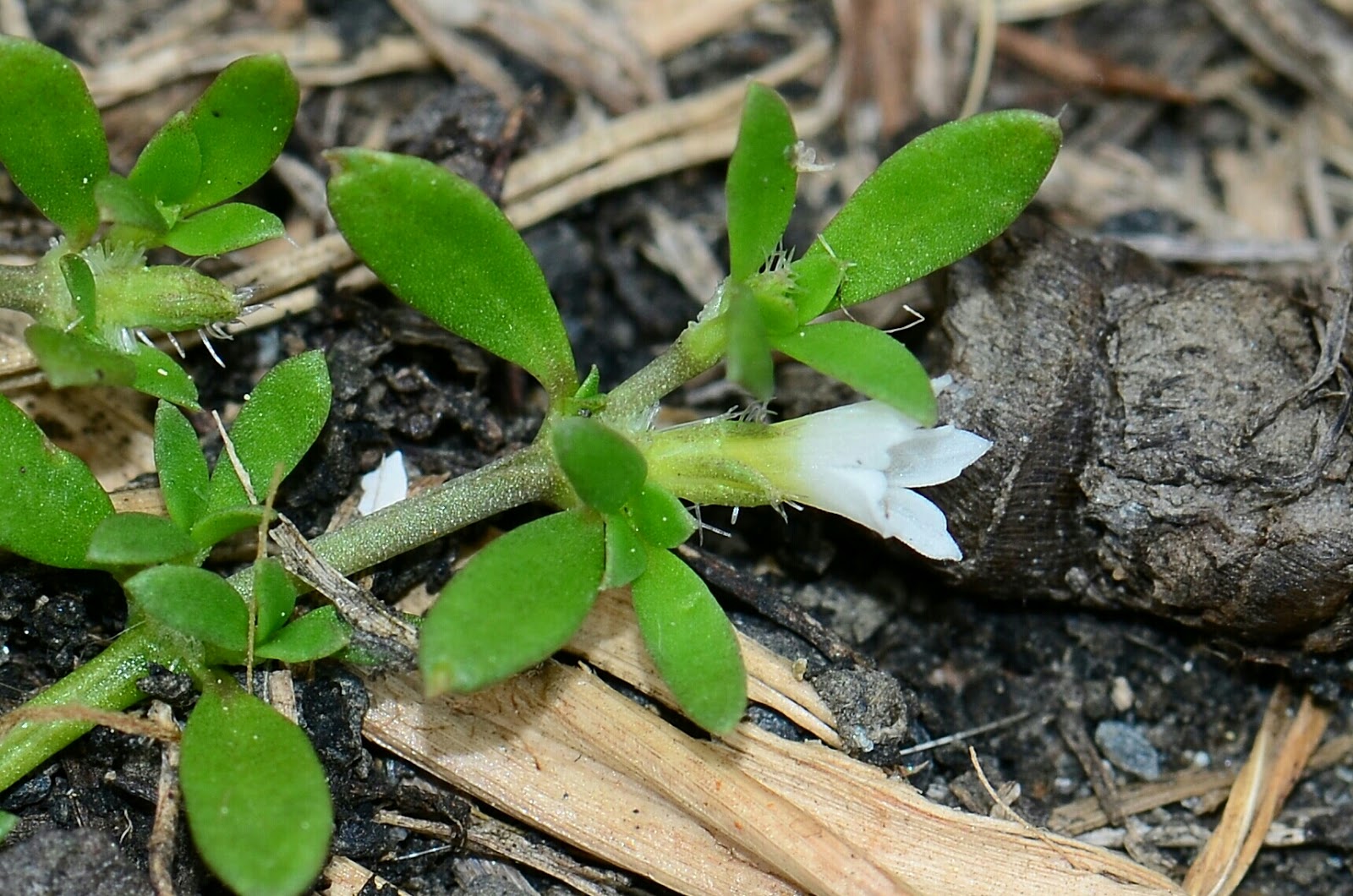小牙草 Dentella repens (L.) J.R.Forst.& G. Forst. 【茜草科】