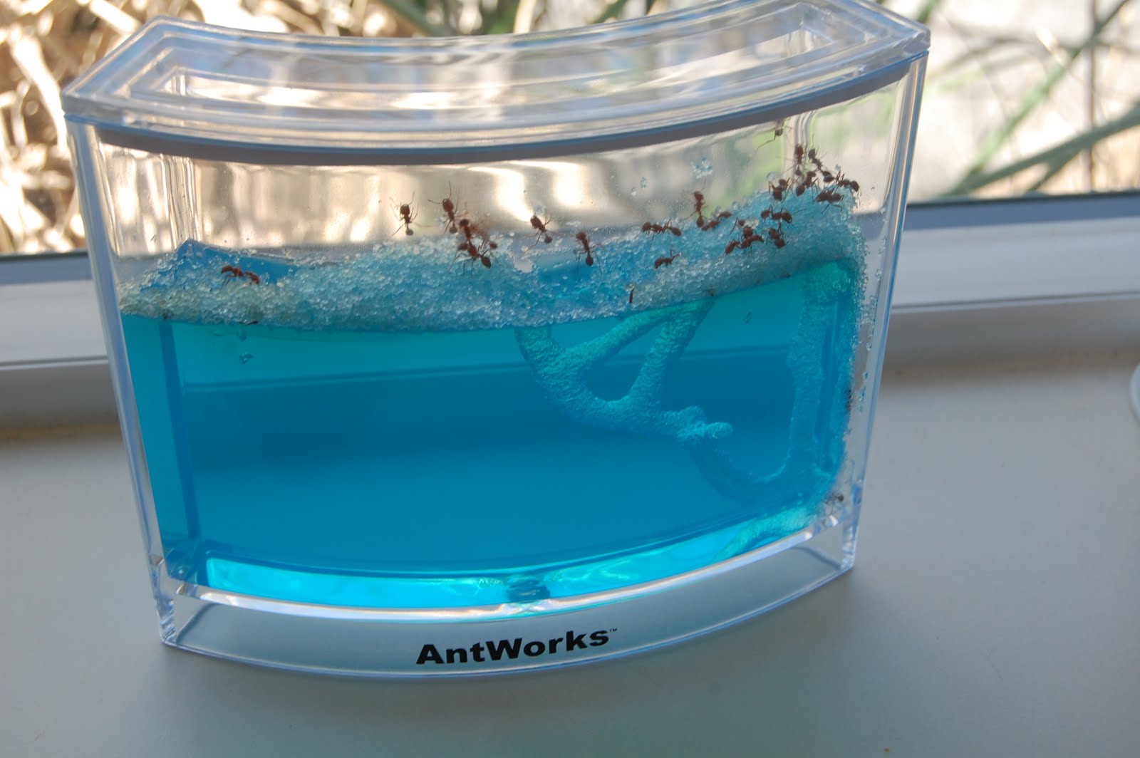 Our Creative Day: Ants