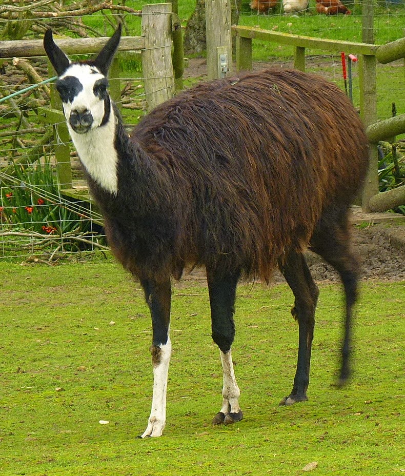 Birding For Pleasure: Llama Lovelies