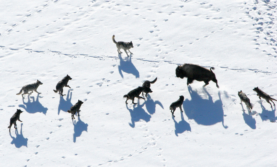 Rick Lamplugh: A Brief History of Wolves and Humans, Part 1