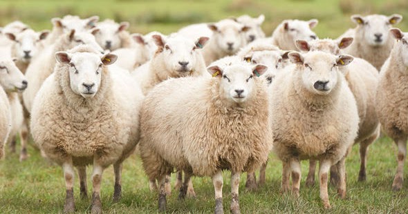 Functional Fitness with Willem Marais: On Sheep, Wolves, and Sheepdogs ...