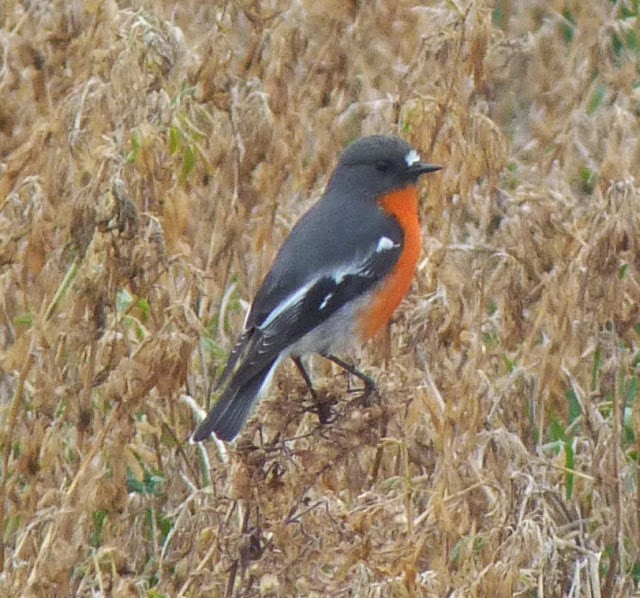 Birds in the Carwoola area: Robins of various varieties