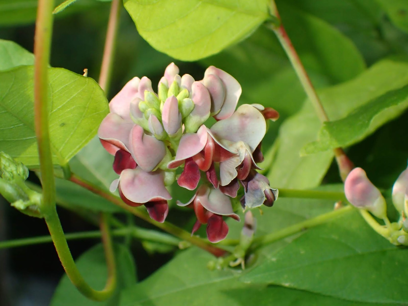 Scirpidiella's Plants: Groundnut species (Apios sp. div.) in flowers