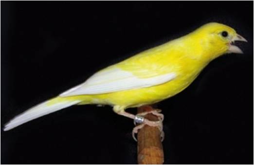 مدونة الطيور الجميلة : Exclusive Canary know all kinds of pictures ...