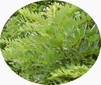 Macam-macam Leguminosa