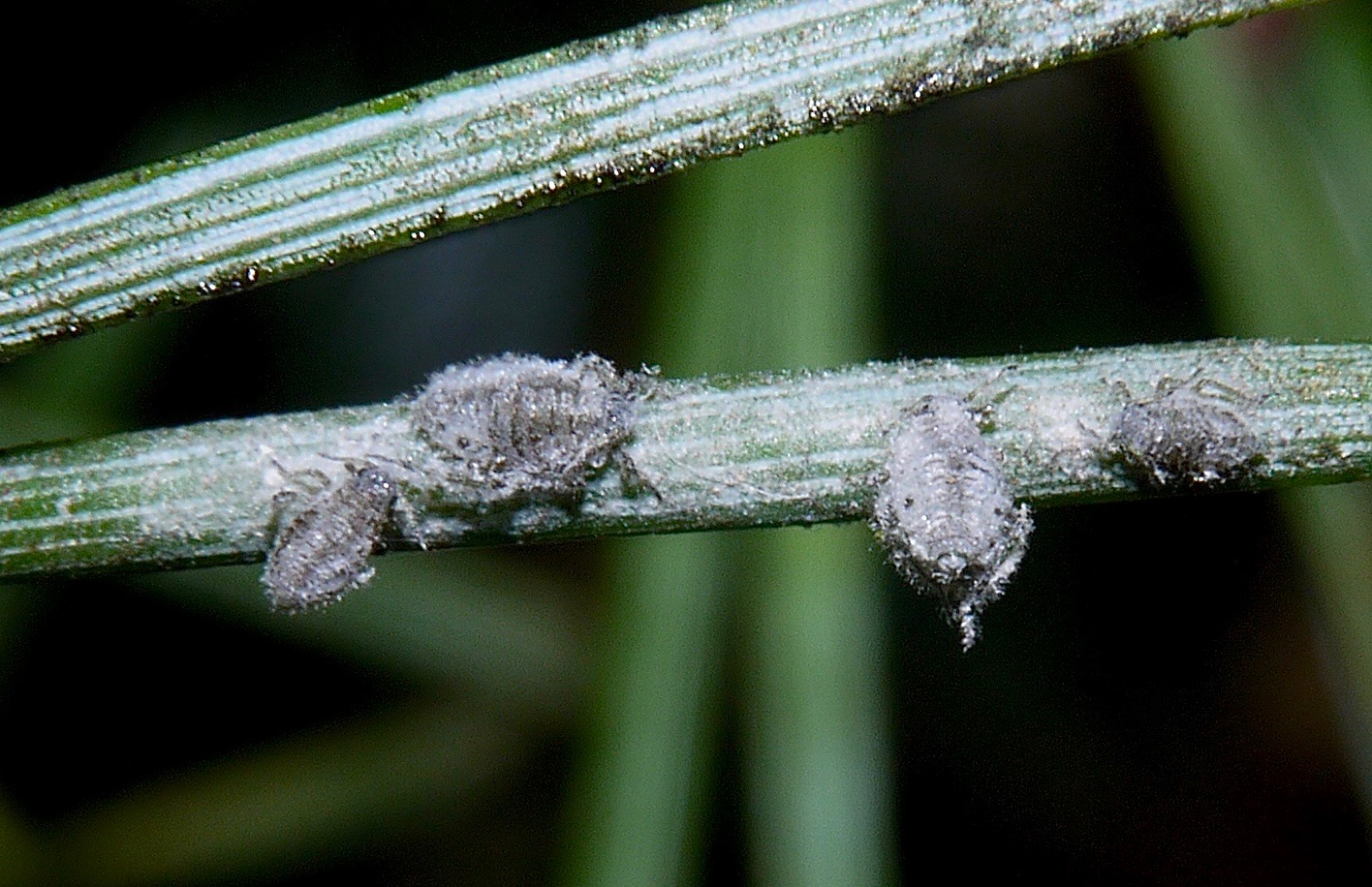 Northwest Norfolk Naturalists: Two pine aphids from Holme