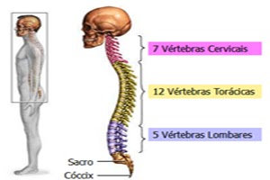 Uma rápida aula de anatomia