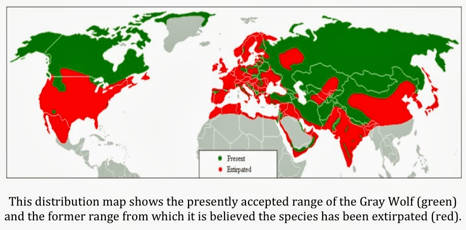 Where Do Red Wolves Live