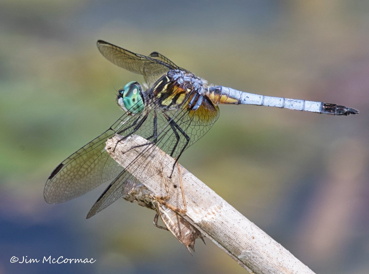 Ohio Birds and Biodiversity: Hunting dragons at a dragonfly conference