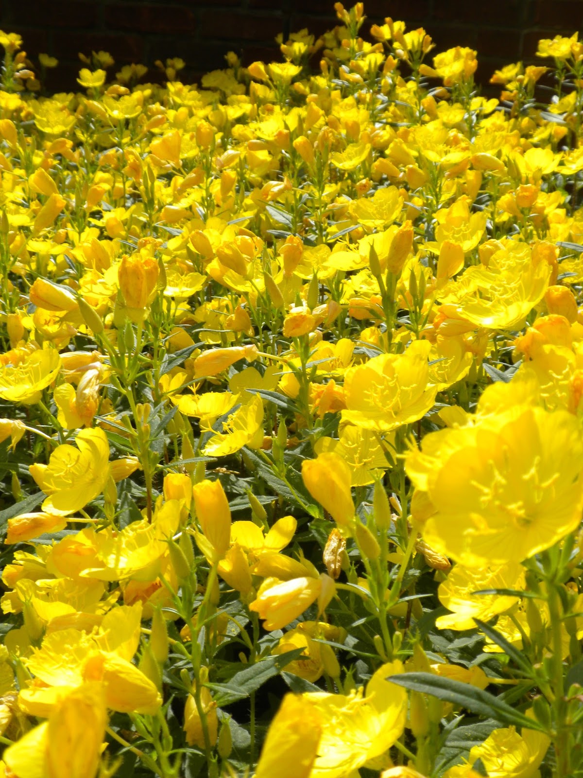 Panoply: Garden Color Burst, Container Plantings 2015
