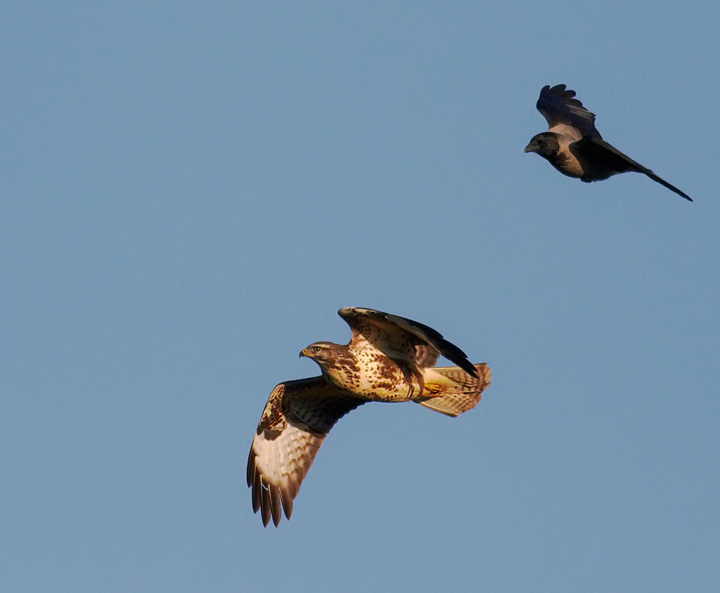 deerhunter: Råkor & kråkor