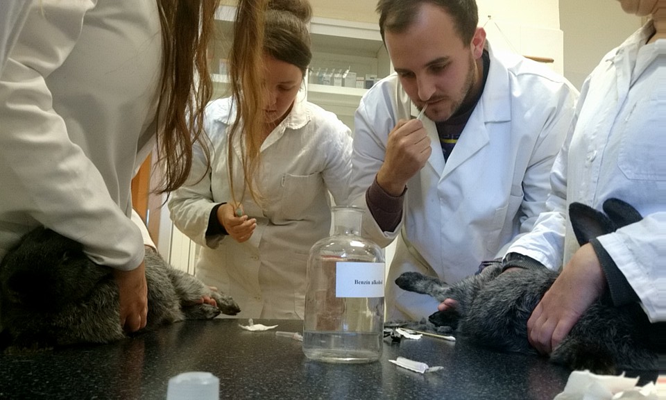 Kosice Vet Student Journey: Small Mammals Practical - Blood sampling ...