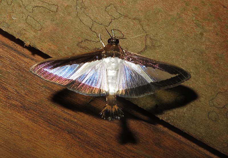 [Southeast Brazil (Minas Gerais] Looks like a small moth with an ...