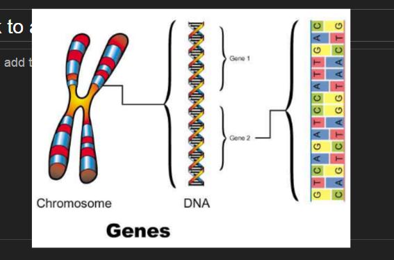 Enquiry-Based Maths: Prime Factorisation - the DNA of Each Number!