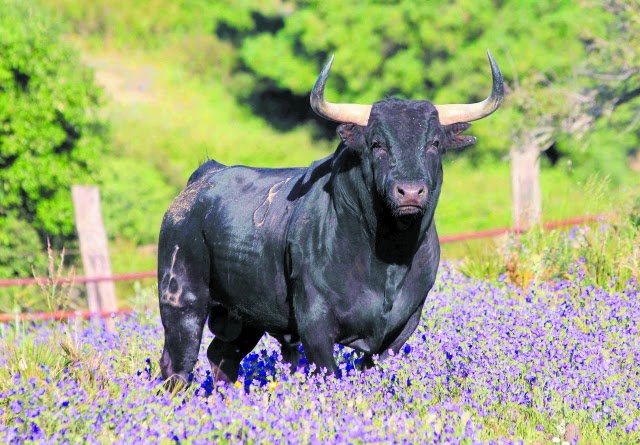 Animaladas: EL TORO DE LIDIA