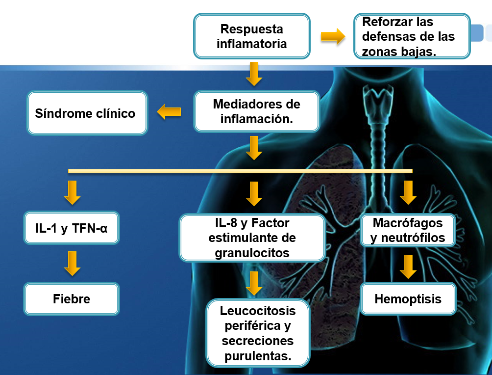 FISIOPATOLÓGICA DE LA NEUMONÍA - BIENVENIDOS