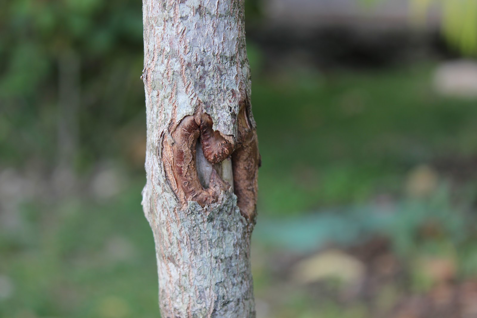 Biological Thinking: How to Read Bark Scars in Sourwood Trees