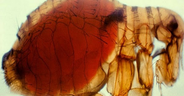 Conheça Uma Nova Peste Que Está Se Alastrando Nos EUA - Saúde ...