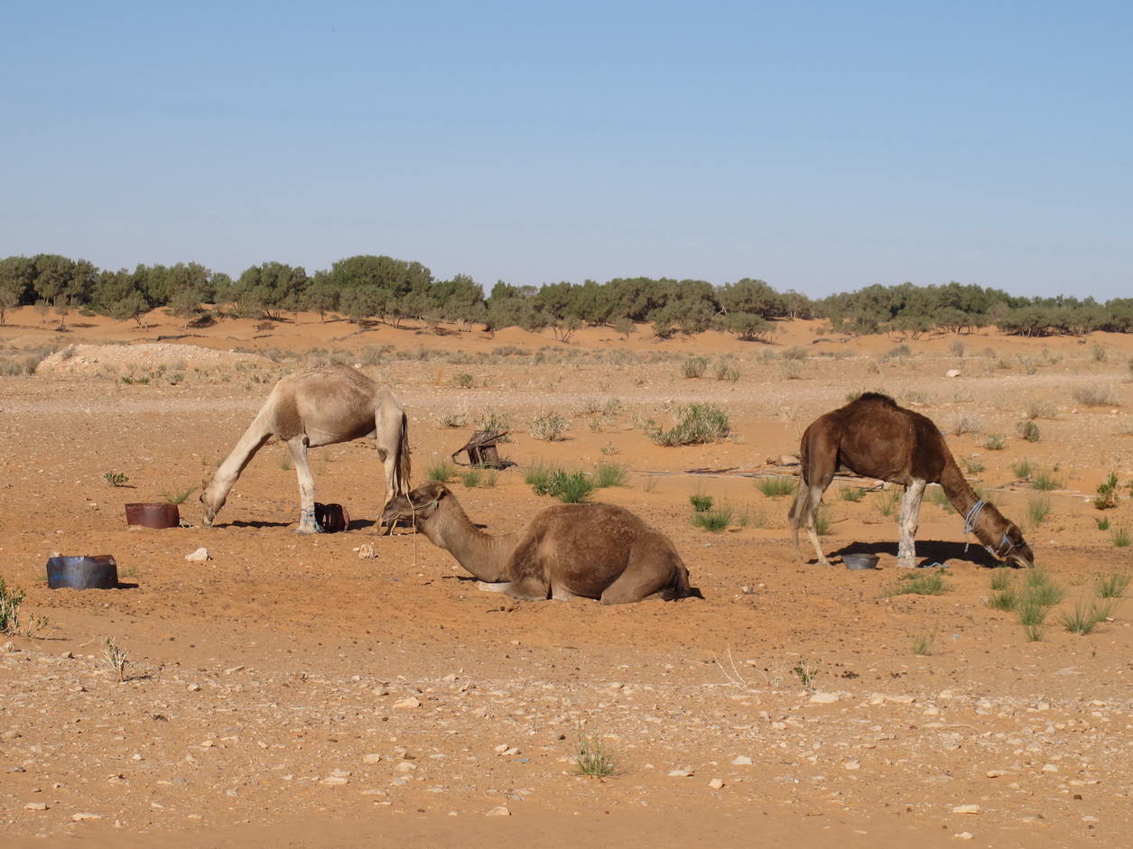 DONDE ANDAN ESTOS: KSAR GHILANE