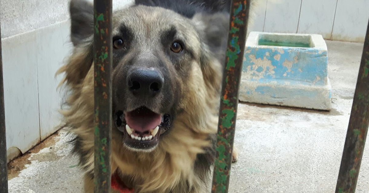 CASOS URGENTES EN PERRERA: LESTER