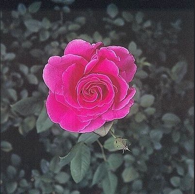 FLORES QUE ENCANTAM O MUNDO: FLORES E SUAS DEFINIÇÕES RIZOMA ROSAS ...