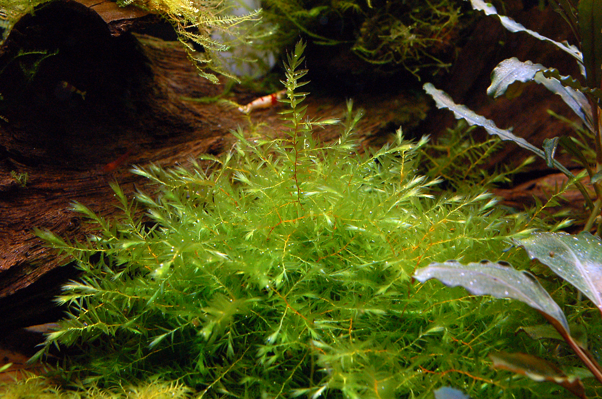 Aquatic Mosses.: Willow Moss - Fontinalis antipyretica