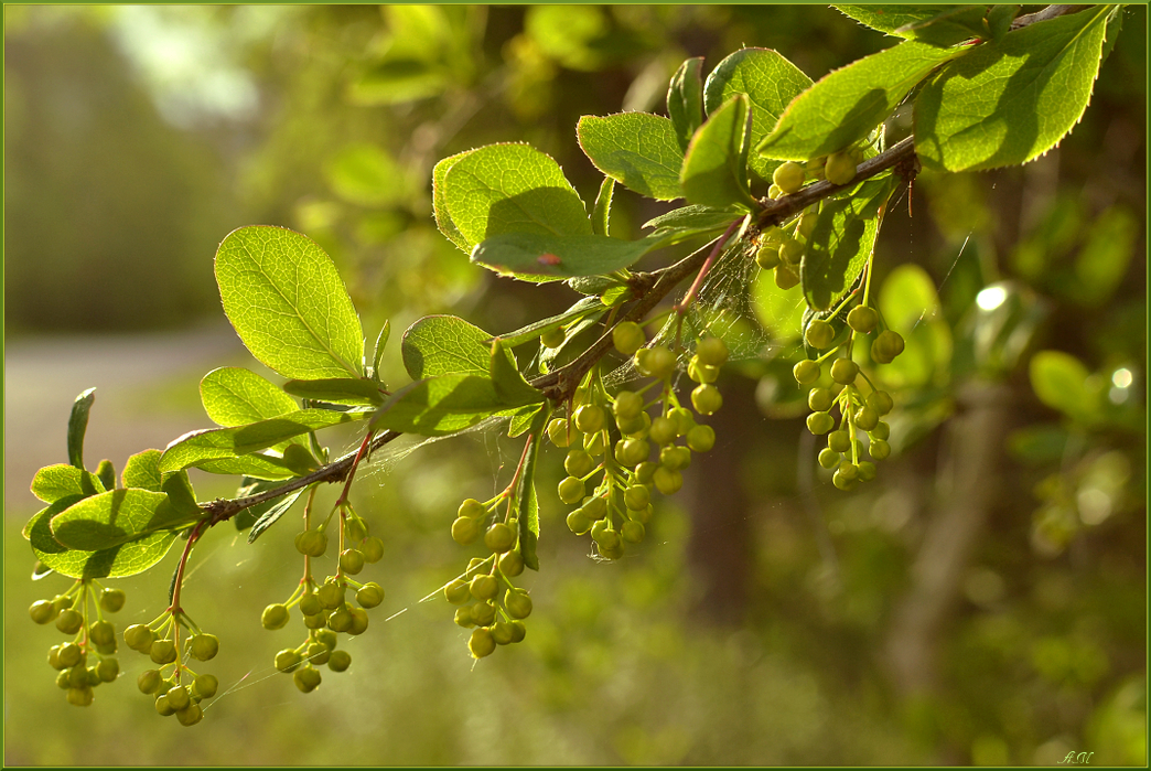 AM Fotod: Kukerpuu (Berberis) - Aasta puu 2015