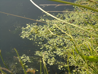 Foto's: Dag 185/5 Juli 2011/Thema: Water/Kroos op water