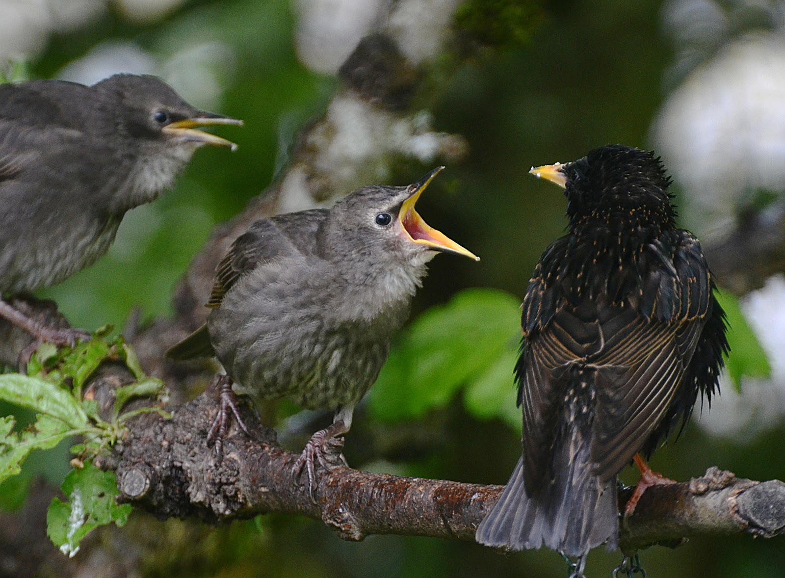 Oregon Backyard Birds, etc.: A Busy Mom with Kids