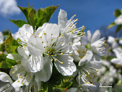 Photographis: FLORIILE - Flowers Day in VILLAGE MUSEUM