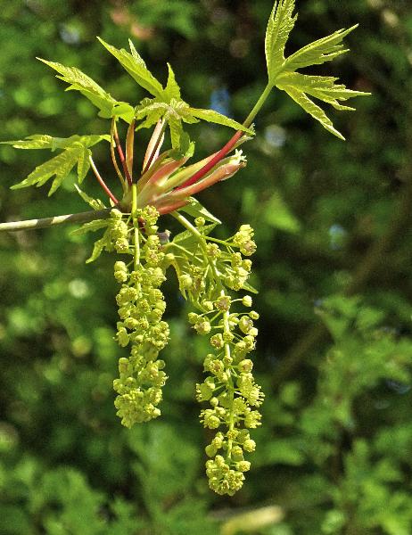 Biodiversity of British Columbia: The Fun of Being a Contributing ...