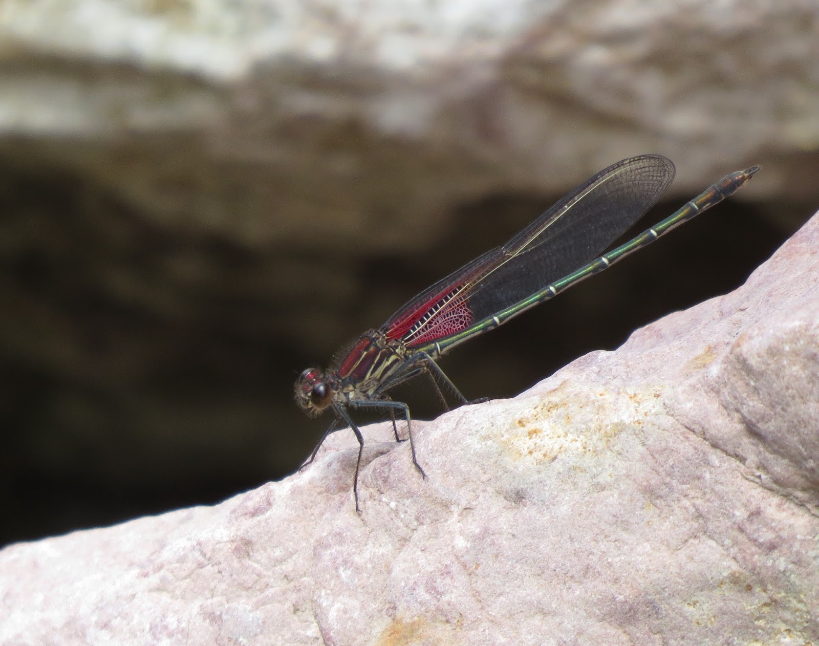 Bug Eric: Filigree Skimmers Are Back