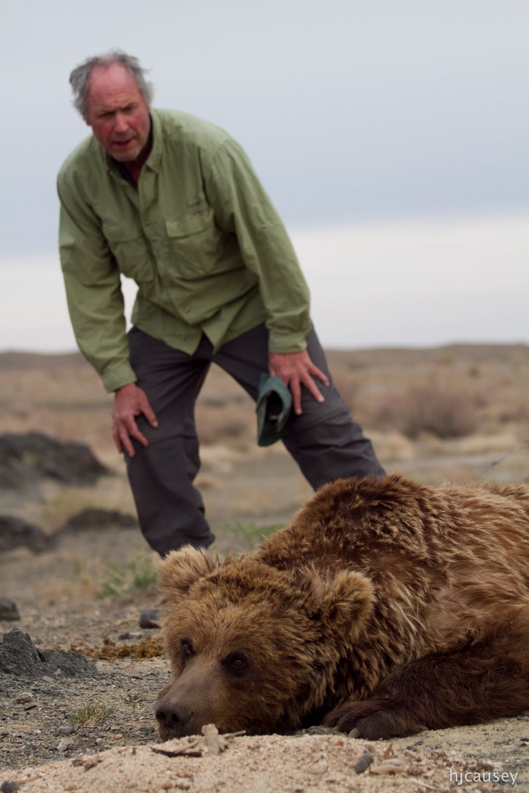 Mongolia Bound: Mazalai (Gobi bear)