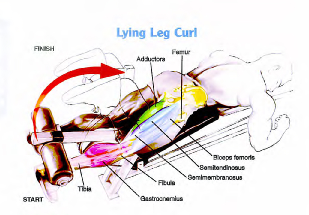 Bodybuilding: Leg curls exercise
