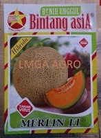 Toko Pertanian Terdekat | Lmga Agro: Jual Melon Merlin Terbaik Daging ...
