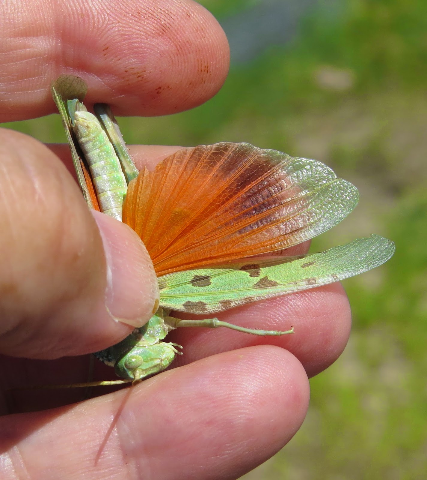 Bug Eric: Great Crested Grasshopper