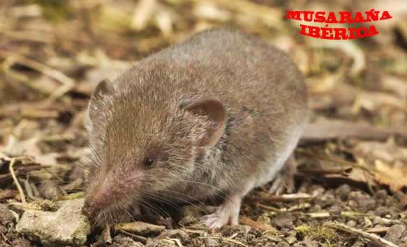 La Musaraña Ibérica