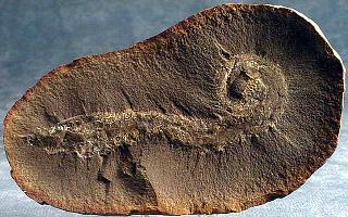 Variety of Life: Achistrum