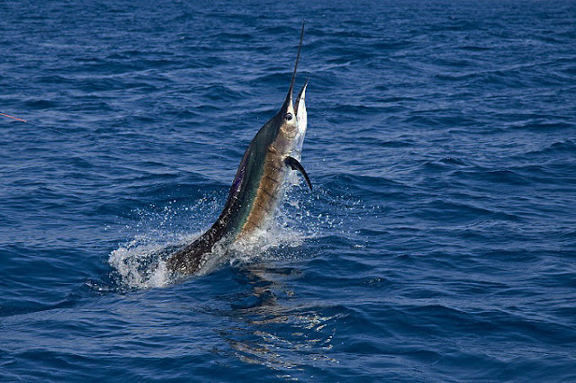 Guatemala Fishing Report – Pacific Fins Jan. 7th, 2013 | International ...