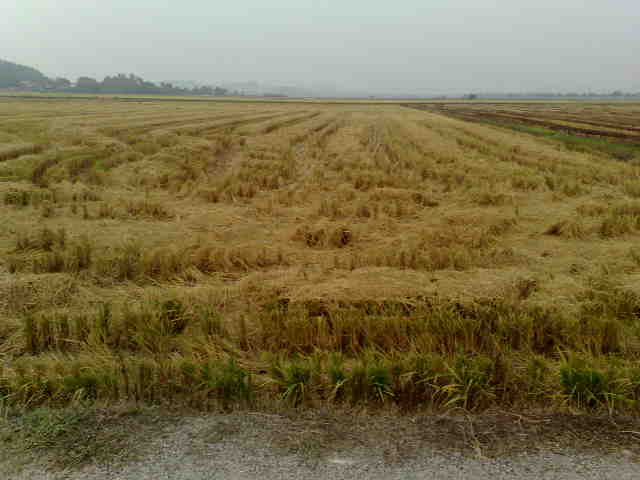 SELAMAT DATANG: Menuai padi