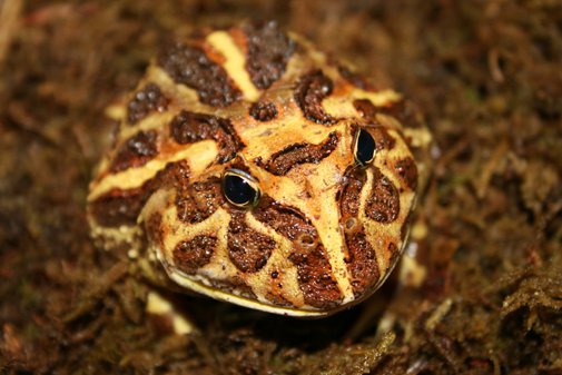 Chaco Horned Frog | The Life of Animals