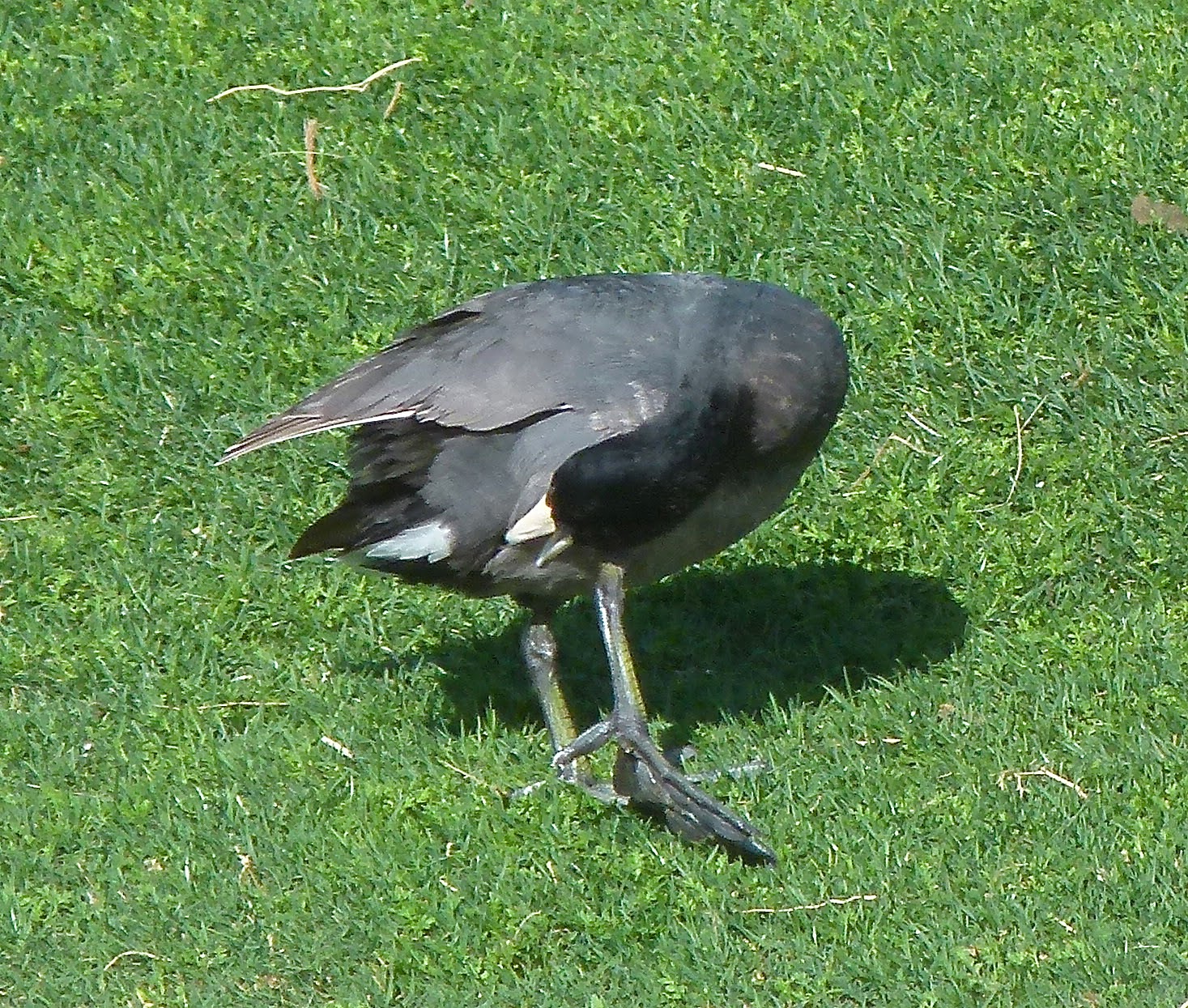 Birds of Borrego Springs (and wildlife and plants)